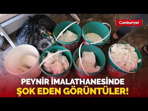 Peynir imalathanesinde şok görüntüler! Zabıta ekipleri gözlerine inanamadı
