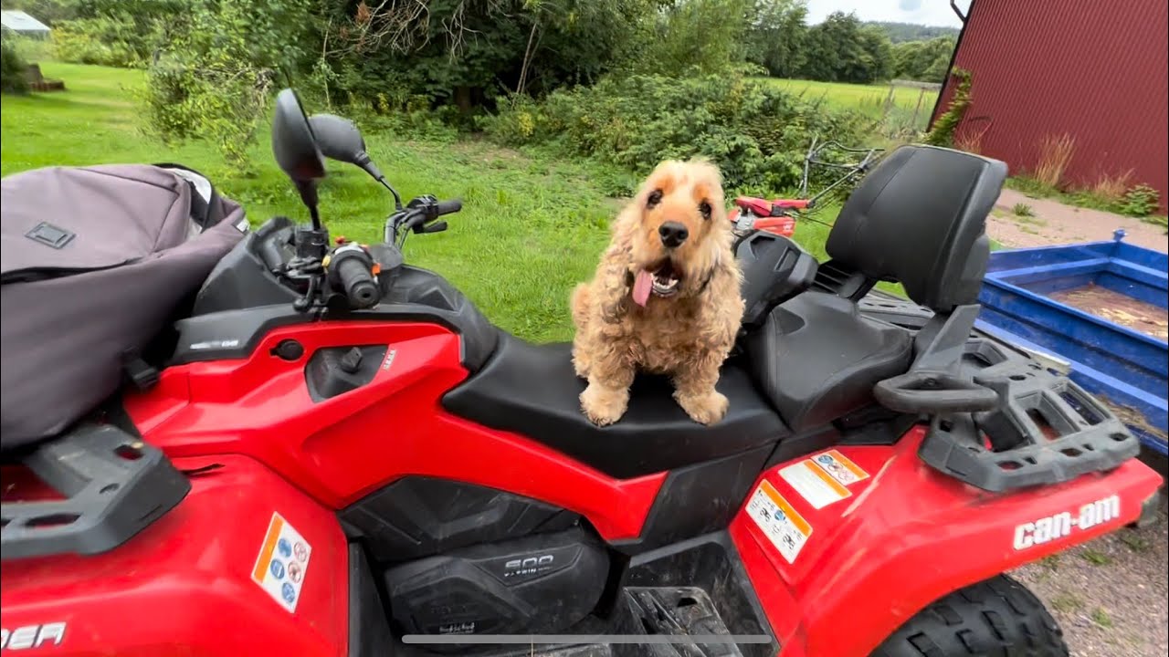 Cocker spaniel loves to ride the four wheeler - YouTube