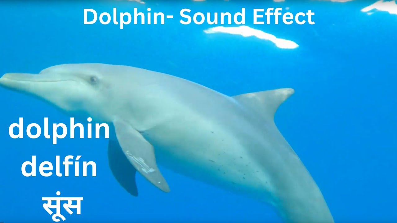 Dolphin - Sound Effect - YouTube