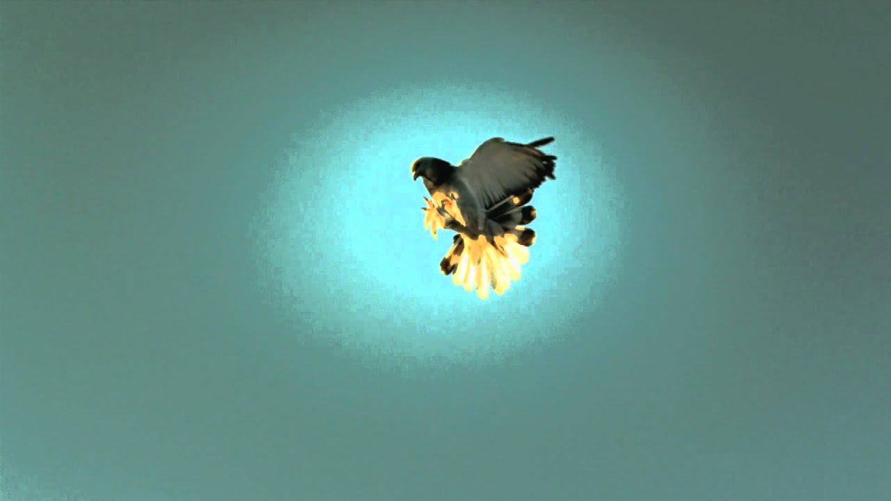 pigeon backflip.mp4 - YouTube