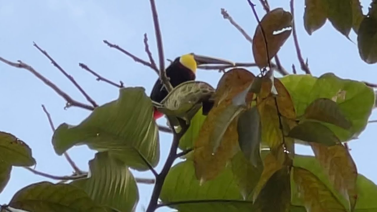 Yellow-throated Toucan Calls - YouTube