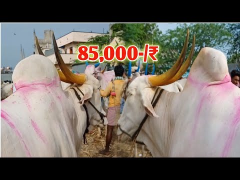 Kampadu Super size Khilari bull's video | Oxen Ox Oxe's - indian market ...