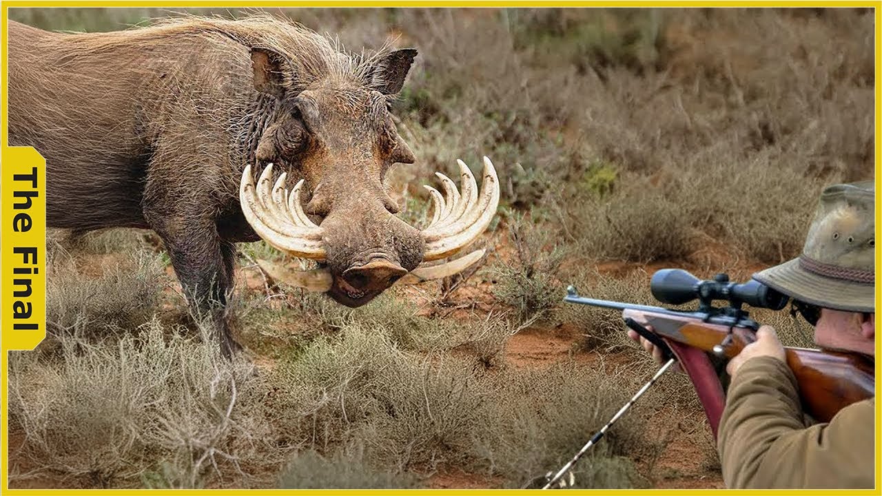 Amazing Scenes From Wild Boar Hunting - American Sniper Top 30 Shots ...