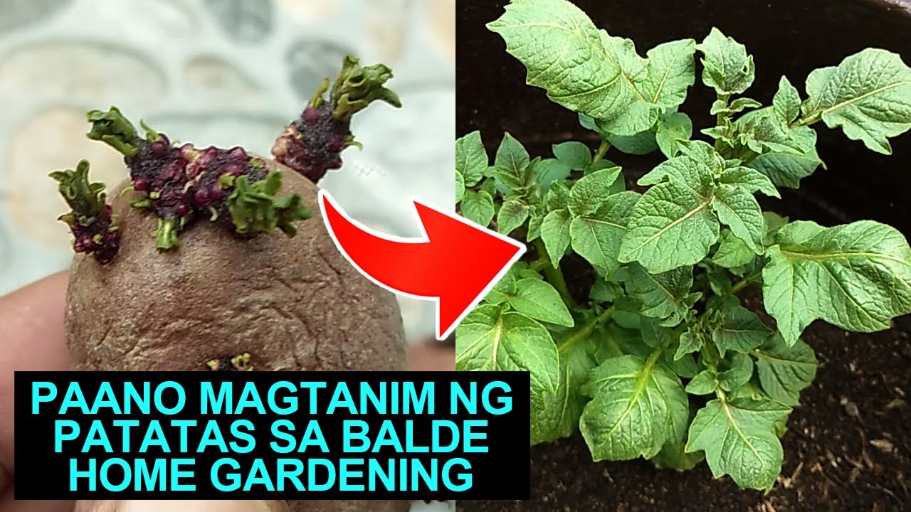 PAANO MAGTANIM NG PATATAS SA BALDE - YouTube