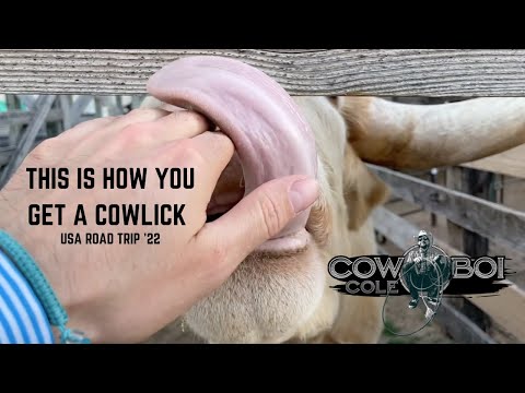 THIS IS HOW YOU GET A COW LICK - USA ROAD TRIP '22
