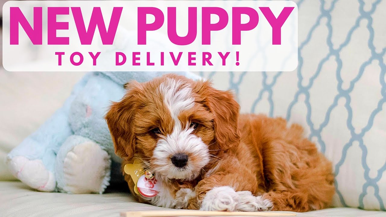 Snuggle Puppy & Pupcicle Toys for our Seattle Double Doodle Puppies ...