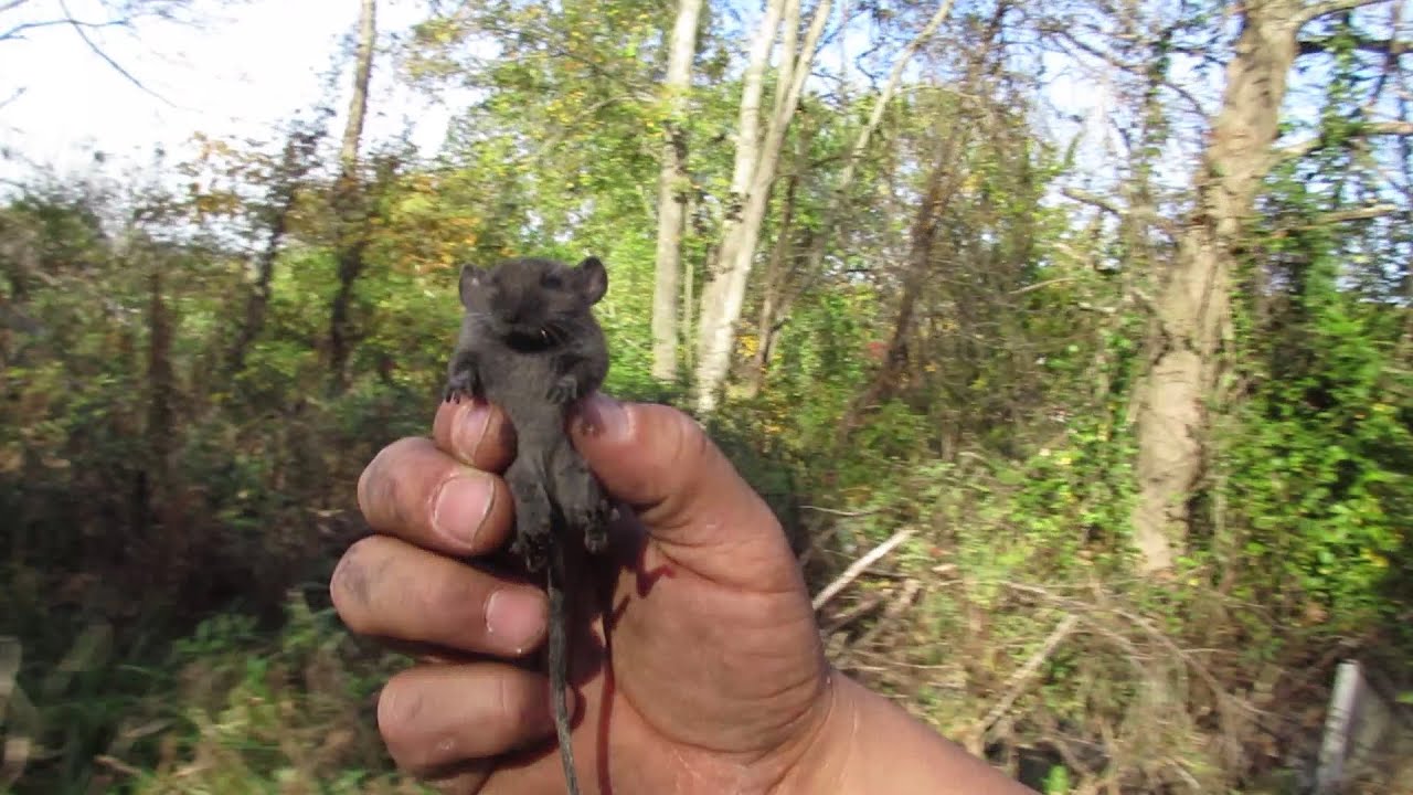 MOUSE WHISPERER!!! - YouTube