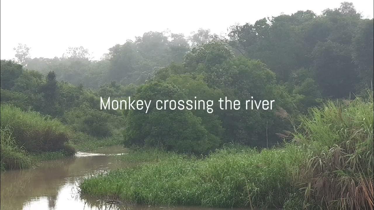 Wild monkey crossing the river #longtailmacque #monkeydiving # ...