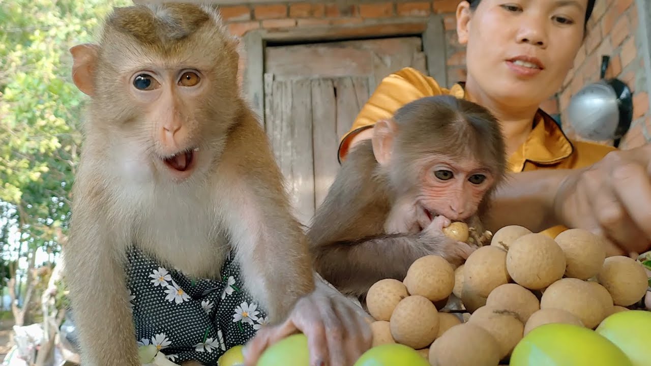 [Moon Family] Monkey Moon and Sky like to eat longan, even though there ...
