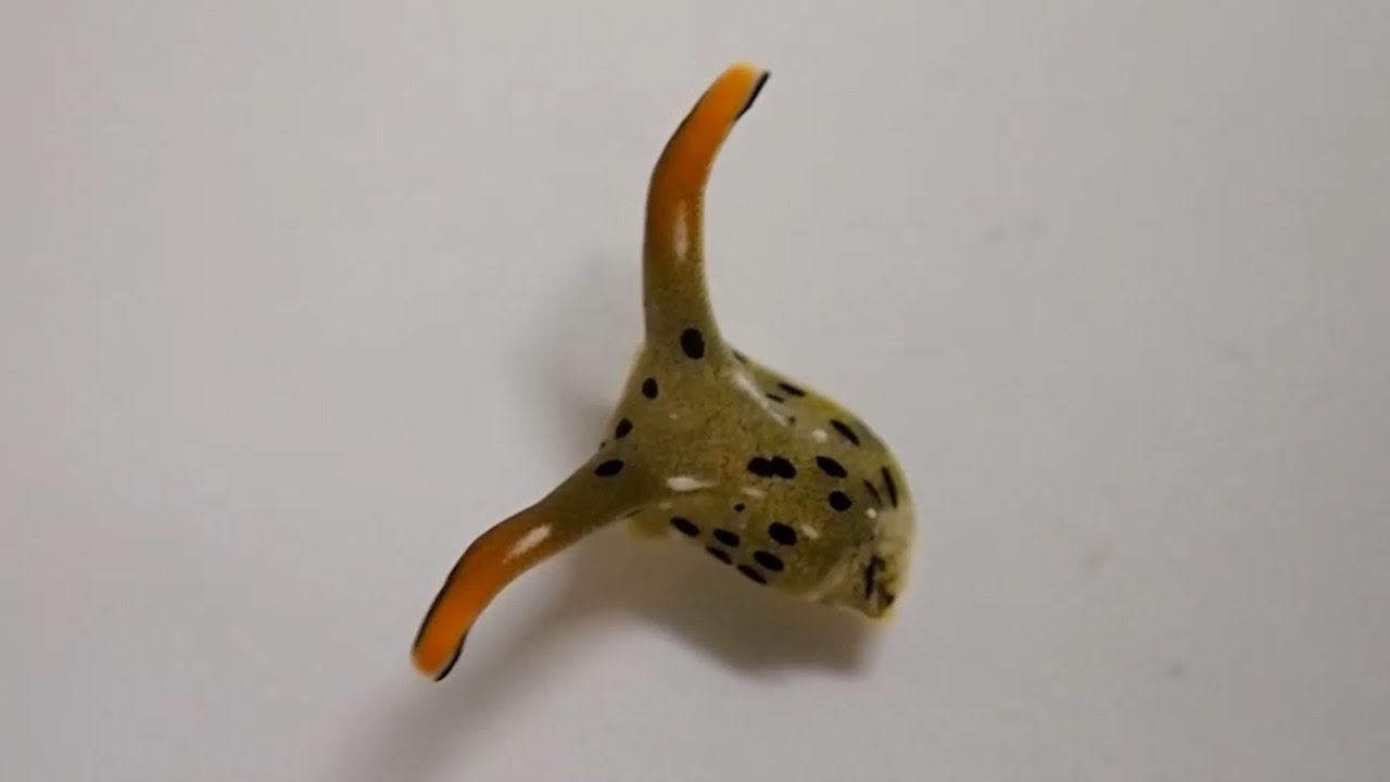 These slugs actually cut off their own heads and grow a new body - YouTube