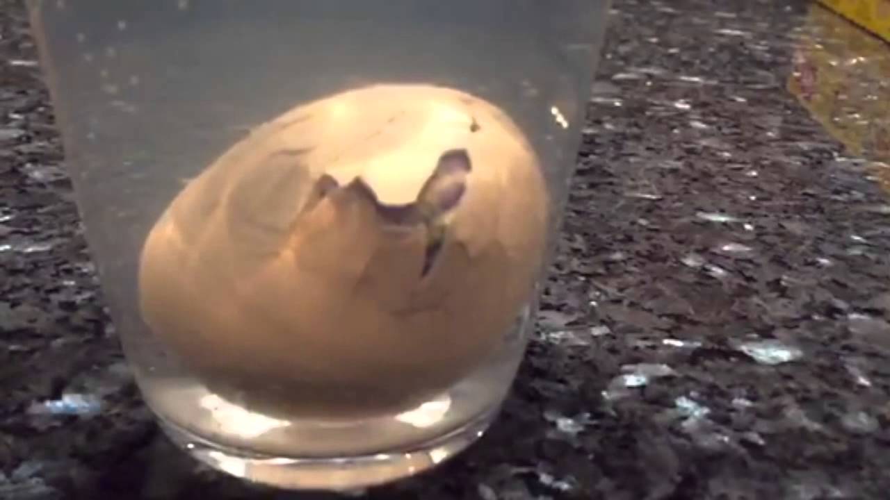 ALIEN EGG HATCHES - YouTube