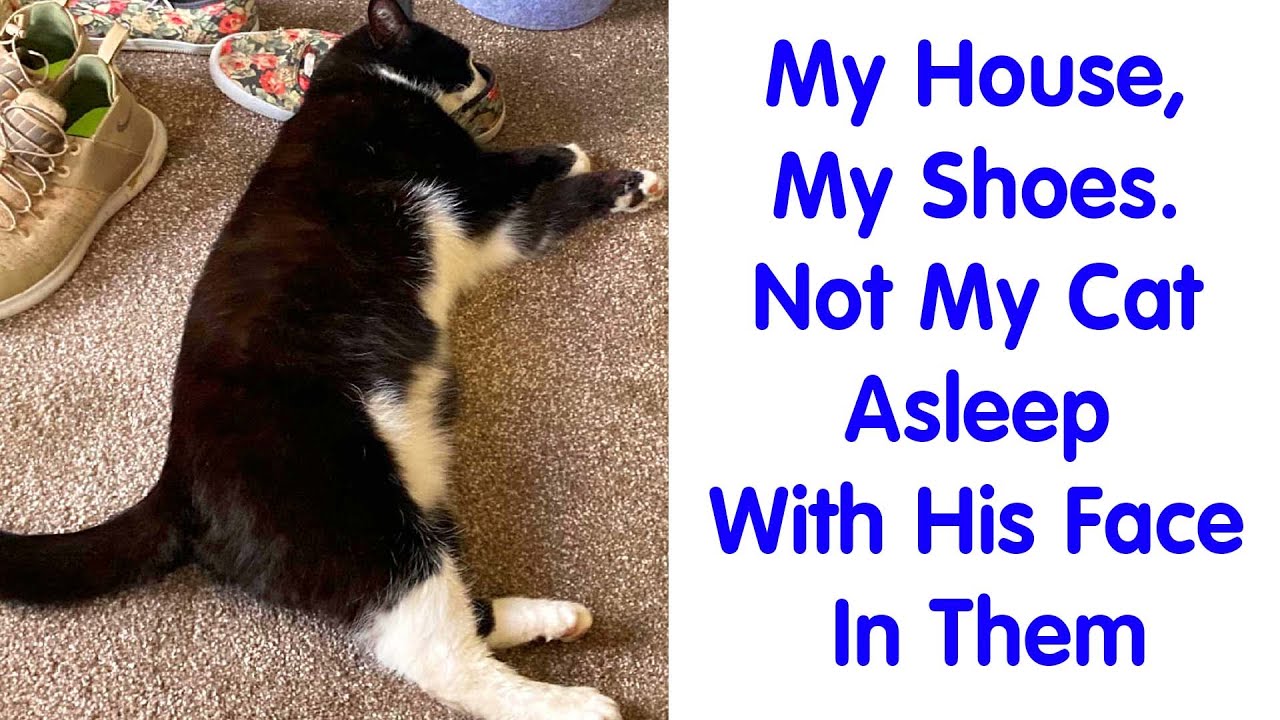 People Are Sharing Photos Of Their Best ‘My House, Not My Cat ...