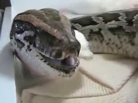 Snake Eats Chick Alive #2 Part 2! - YouTube