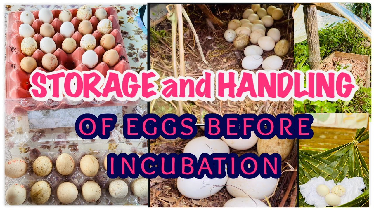 🥚🥚🥚 EGGS OVERLOAD! ANDAMING ITLOG Ng Benggala, Chinese Chicken, Pabo ...