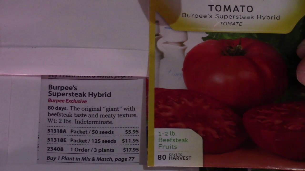 Backyard Garden: Tomatoe tour!! Burpee Gladiator is up!!! - YouTube