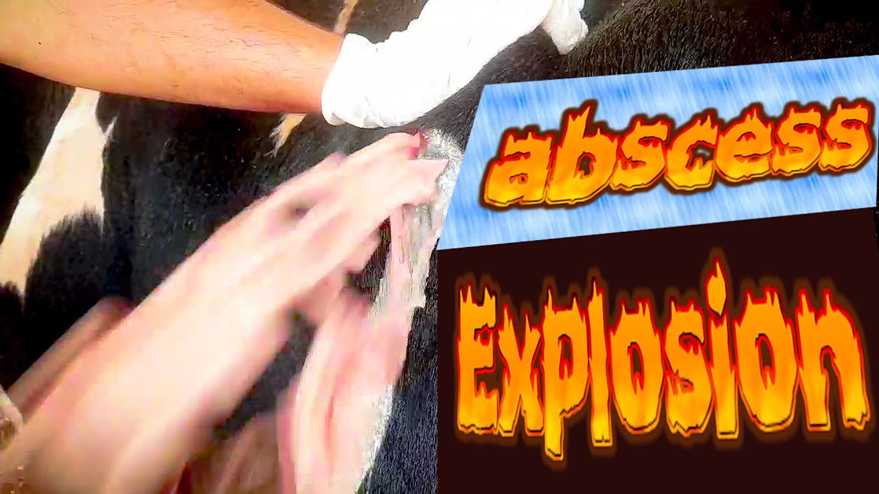 Draining Out An Abscess From A Cow - YouTube
