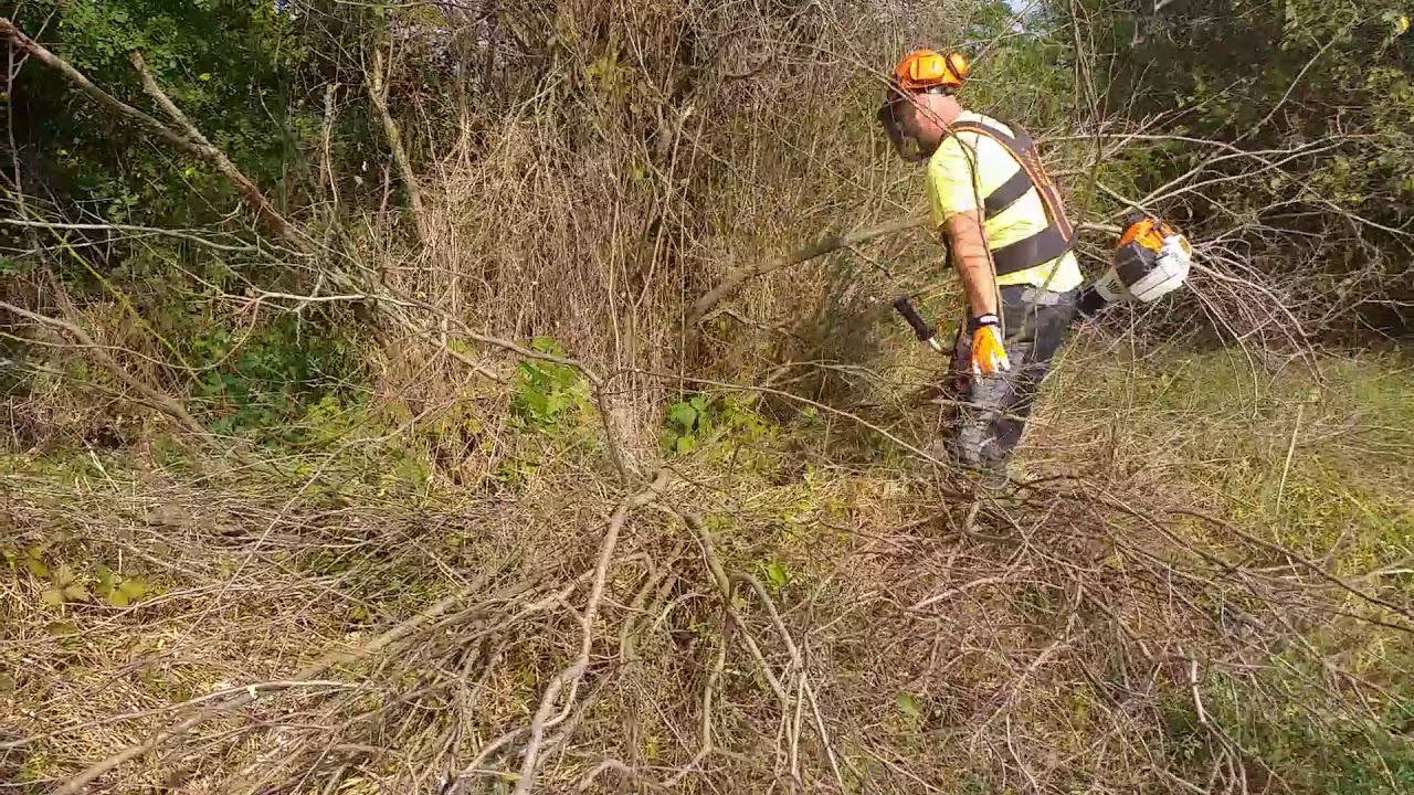 Clearing small trees +16 cm with stihl fs 560 c-em - YouTube