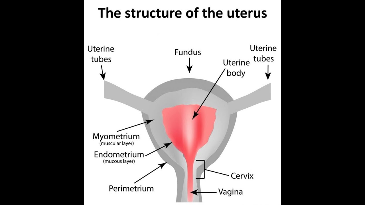 Differences between the endometrium, the internal Os and the external ...