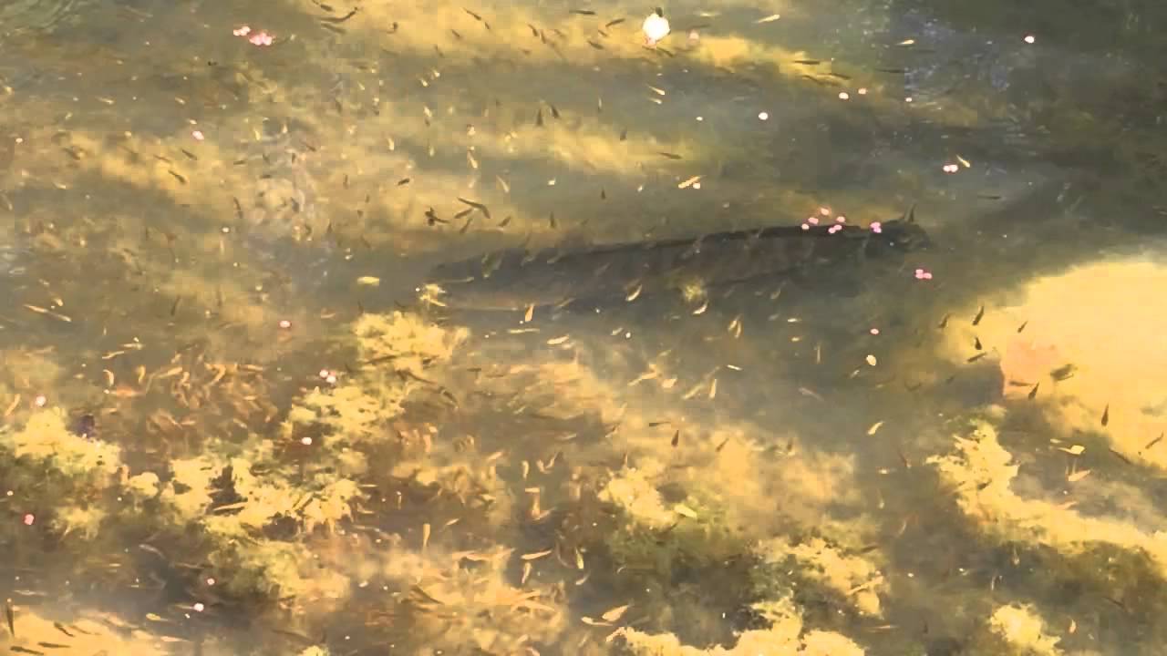 Snakehead Mother and babies in the wild - YouTube