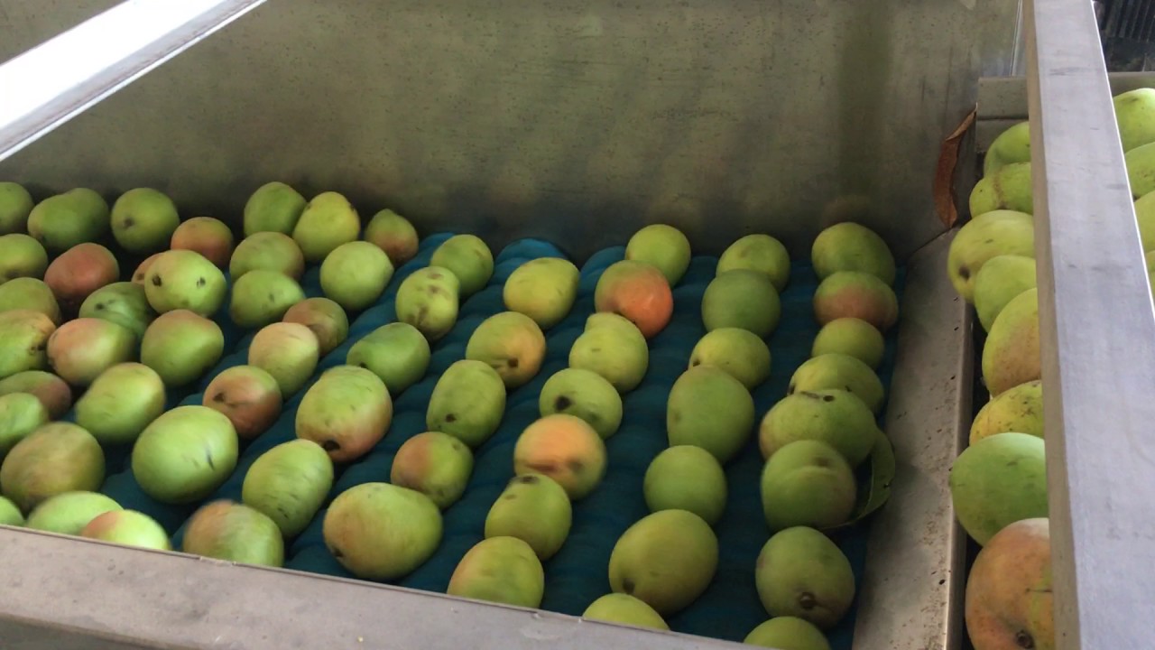 Mango Washing and Polishing Brushes - YouTube