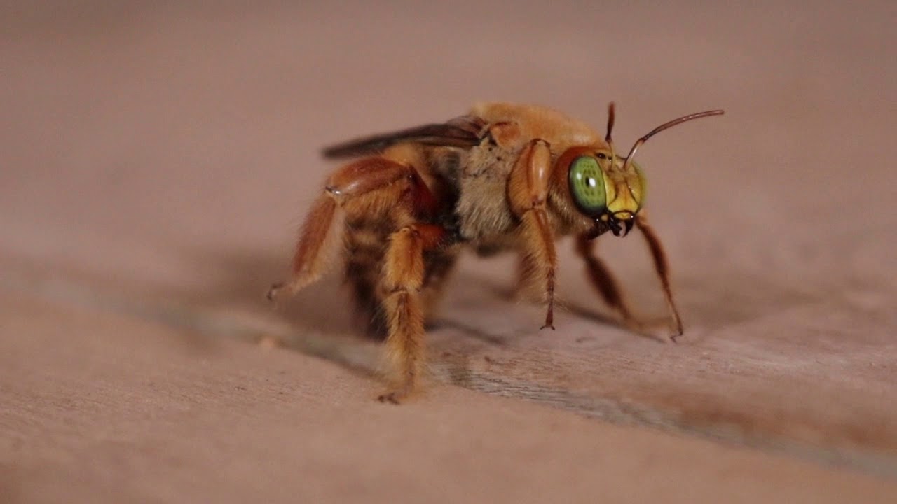 Mamangava - Mangangá - YouTube