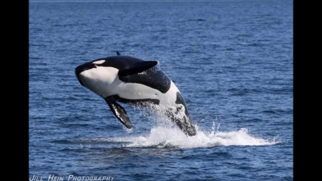 2015 Highlights Aug/Sept - Mystic Sea Charters - YouTube