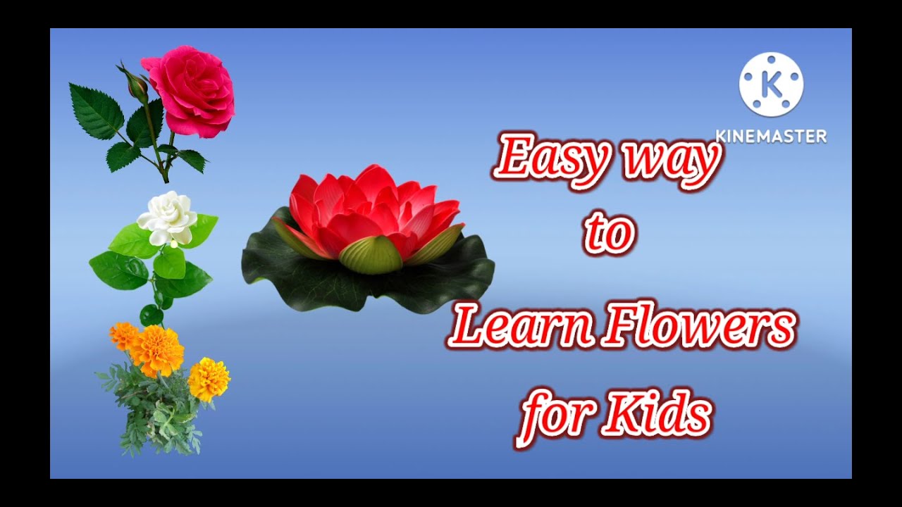 Flowers-Learning the flowers with the names - YouTube