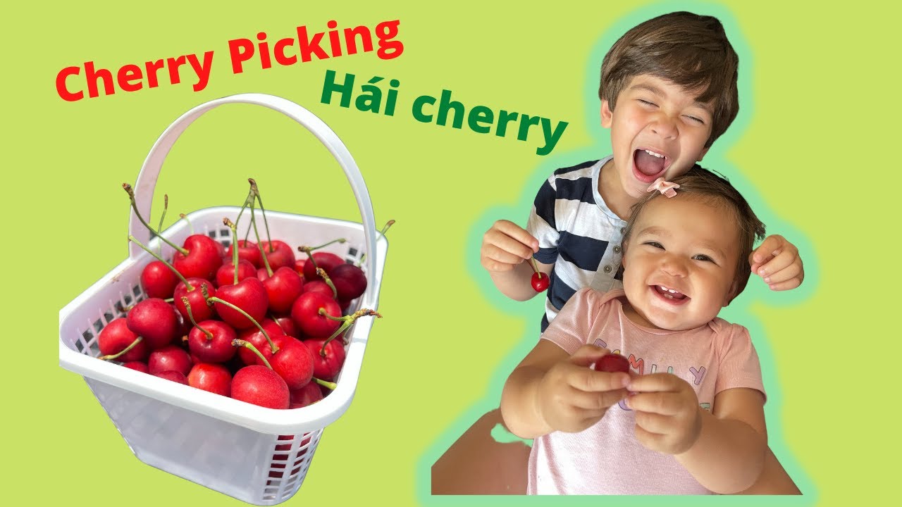 Cherry Picking with Jayden and Lucy- Anh em Jayden và Lucy đi hái ...