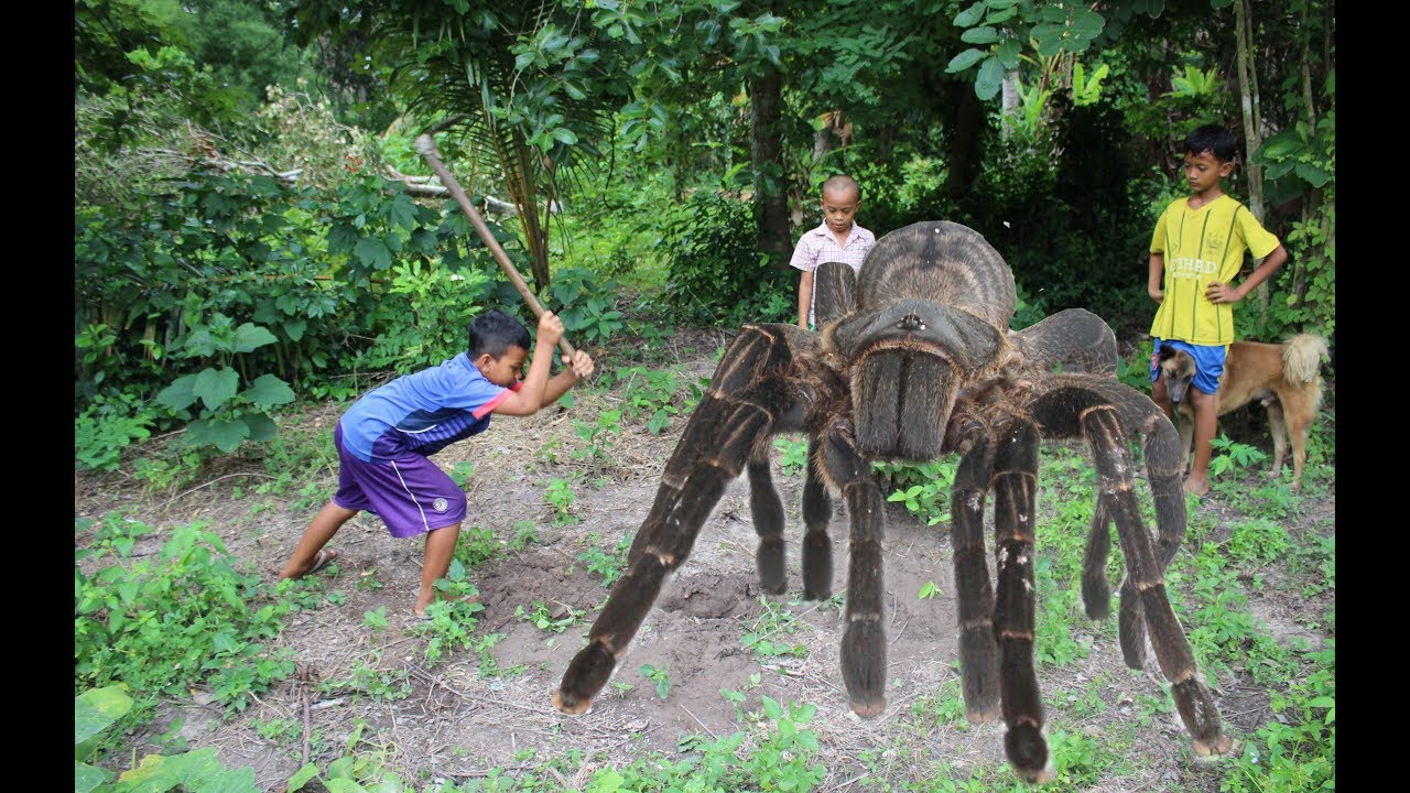 Amazing giant spider, Cambodian Boy Catch Spider in Hole - YouTube