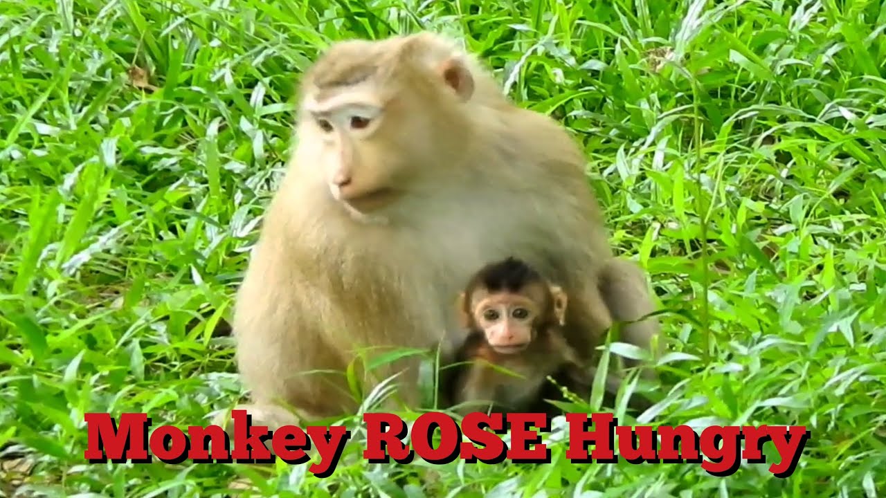 Sad Monkey Rose Hungry Too Much, Adorable Baby Monkey Not Much Sucking ...