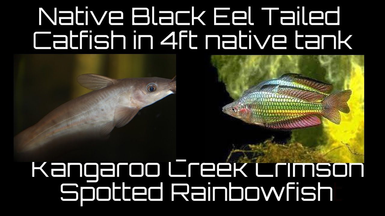 Australian Natives - Black Eel tailed catfish and Crimson Spotted ...