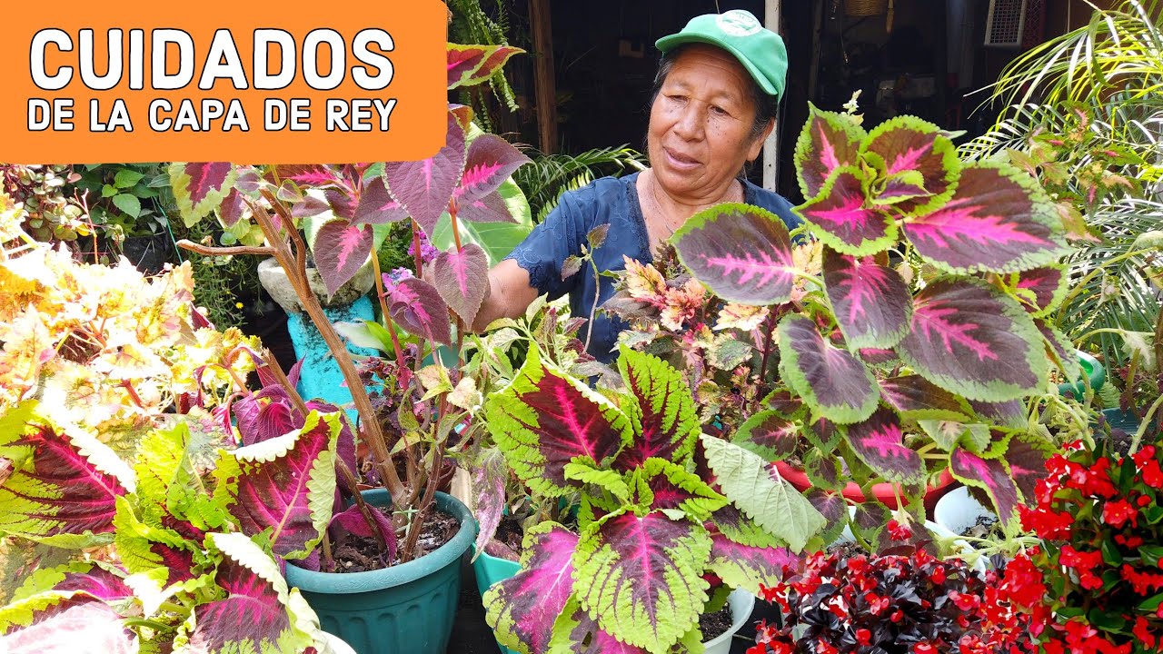 COMO Cuidar Coleus Cretona / COMO CUIDAR MIS PLANTAS CAPAS DE REY ...