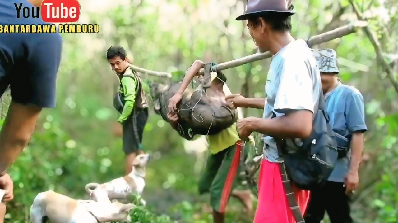 Epic Wild Boar Capture Using Traditional Nets - YouTube