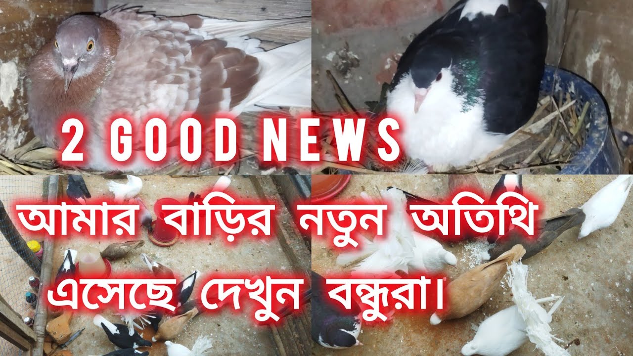 আমার বাড়ির নতুন সদস্য দেখুন 🥰🕊️ fancy kobutor #kabutar Lover Azimul 🕊️ ...