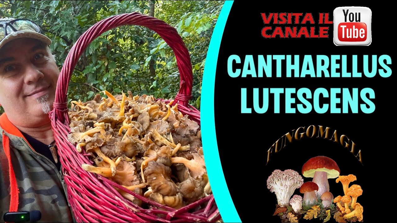 fungo - Cantharellus lutescens - il finferlo [SUB] - YouTube