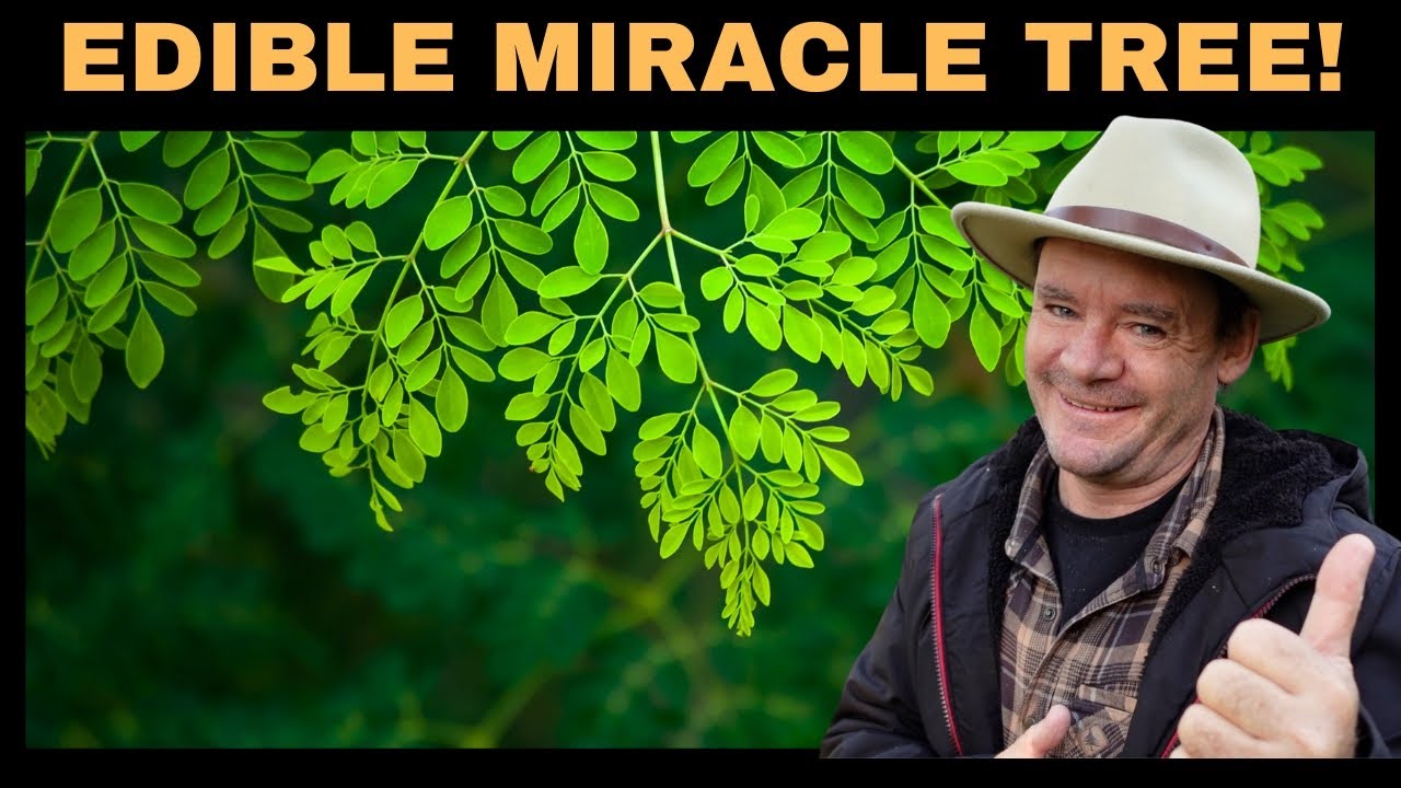 MORINGA TREE the Most Nutritious Plant on the Planet, YES? - YouTube