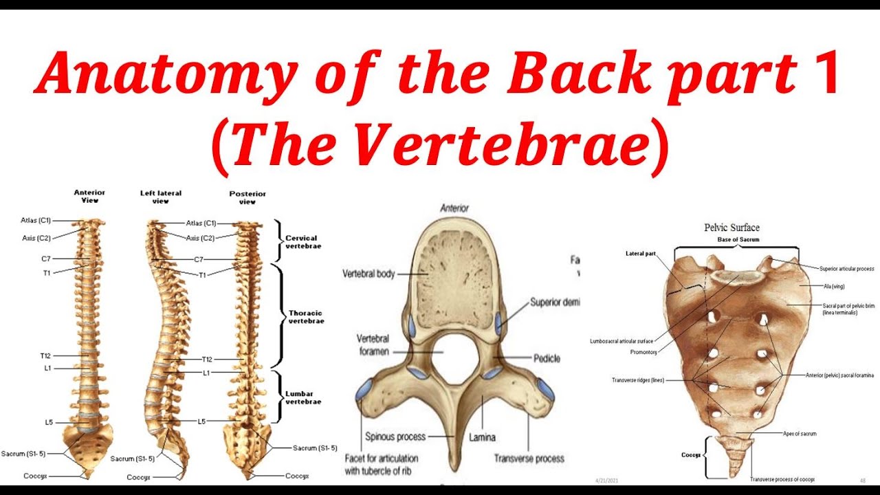 𝑨𝒏𝒂𝒕𝒐𝒎𝒚 𝒐𝒇 𝒕𝒉𝒆 𝑩𝒂𝒄𝒌 𝒑𝒂𝒓𝒕 1 (𝑻𝒉𝒆 𝑽𝒆𝒓𝒕𝒆𝒃𝒓𝒂𝒆) | Recorded Lecture Video for ...