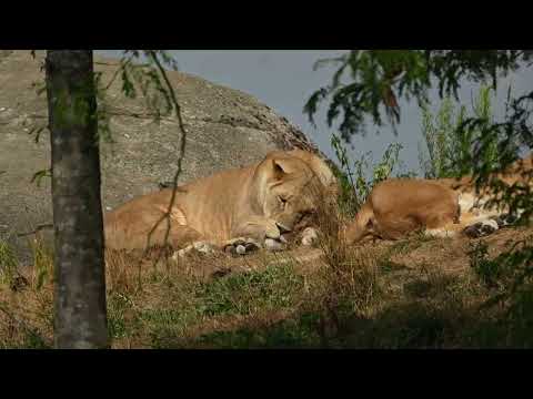 Testing Sony RX10M5