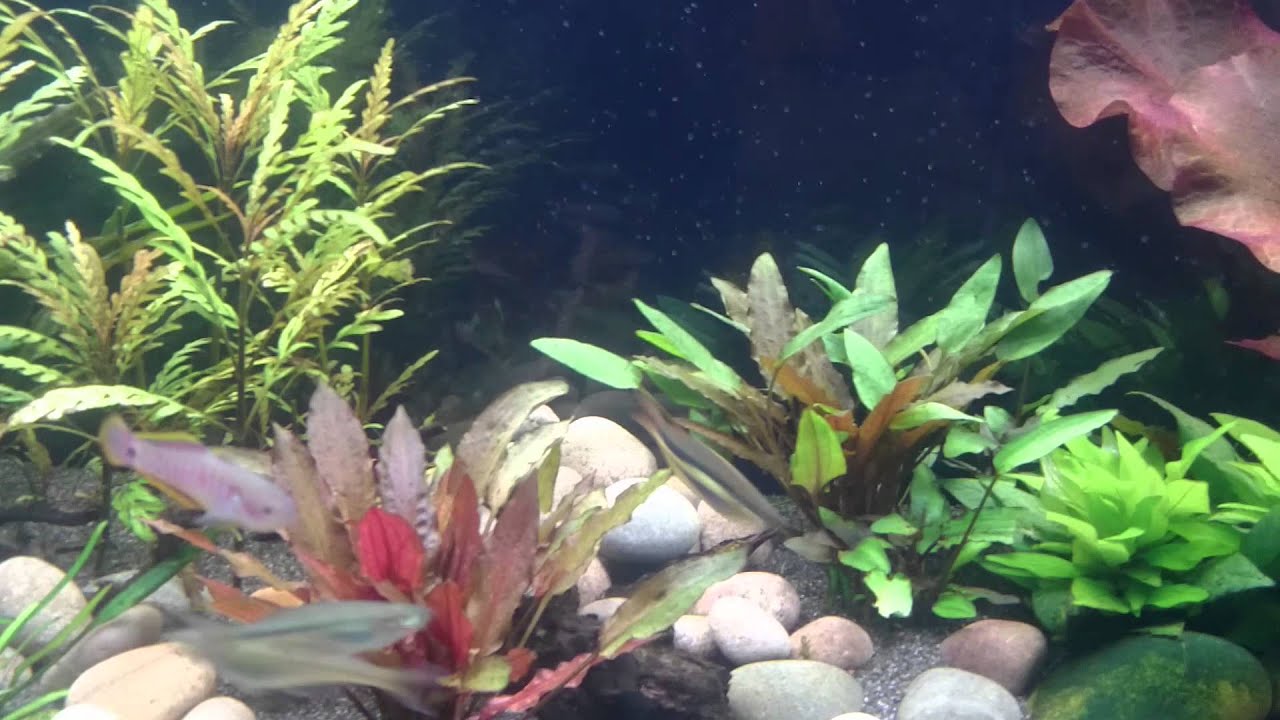 Rainbowfish aquarium chilatherina alleni wapoga - YouTube