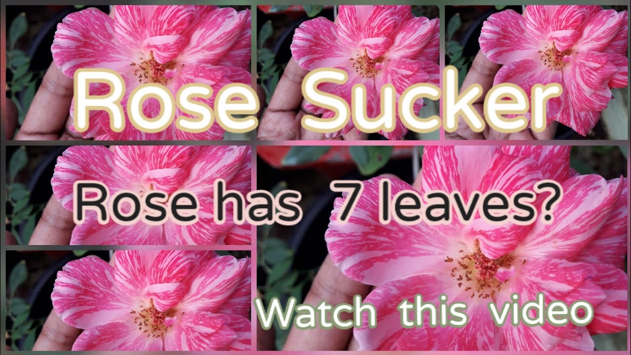 Identify Easily Rose Sucker or Basal Shoot/How to remove rose sucker ...