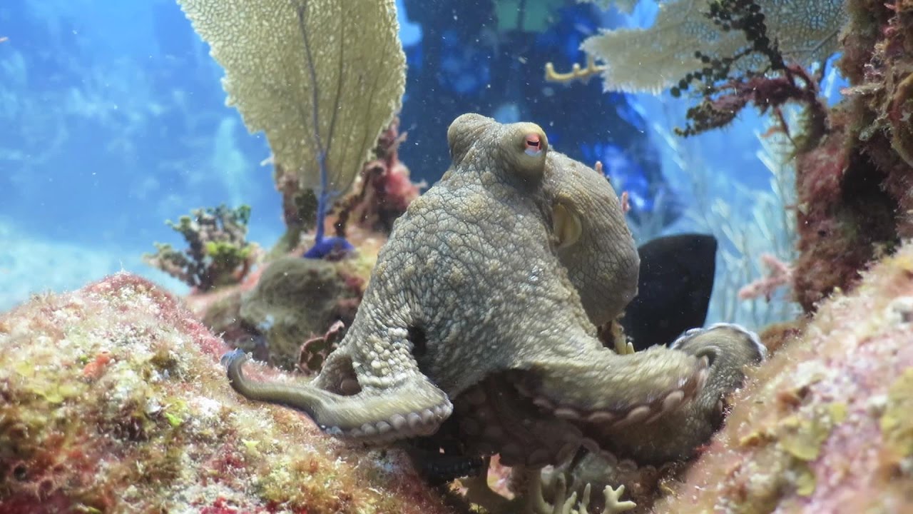 DIVING WITH AN OCTOPUS IN MEXICO (HD) | Grand Sirenis Riviera Maya ...