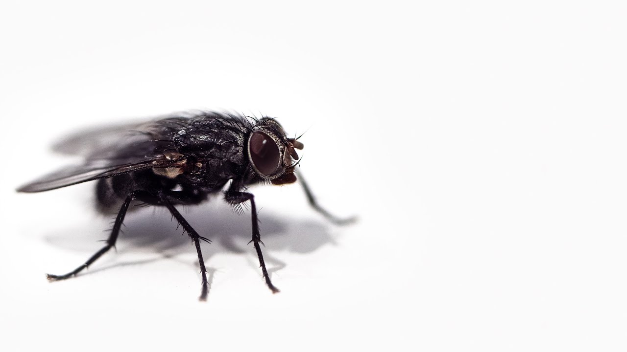 House Fly Sound Effect HD - YouTube