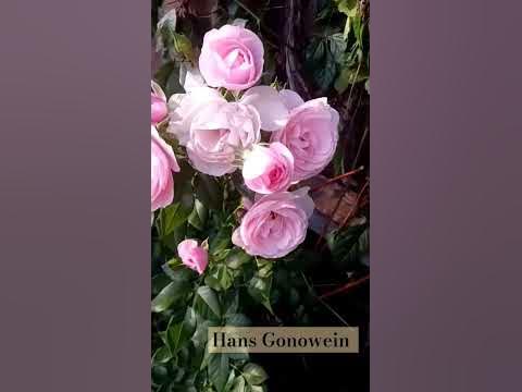 Роза Ханс Гановейн. Невероятная нежность. - YouTube