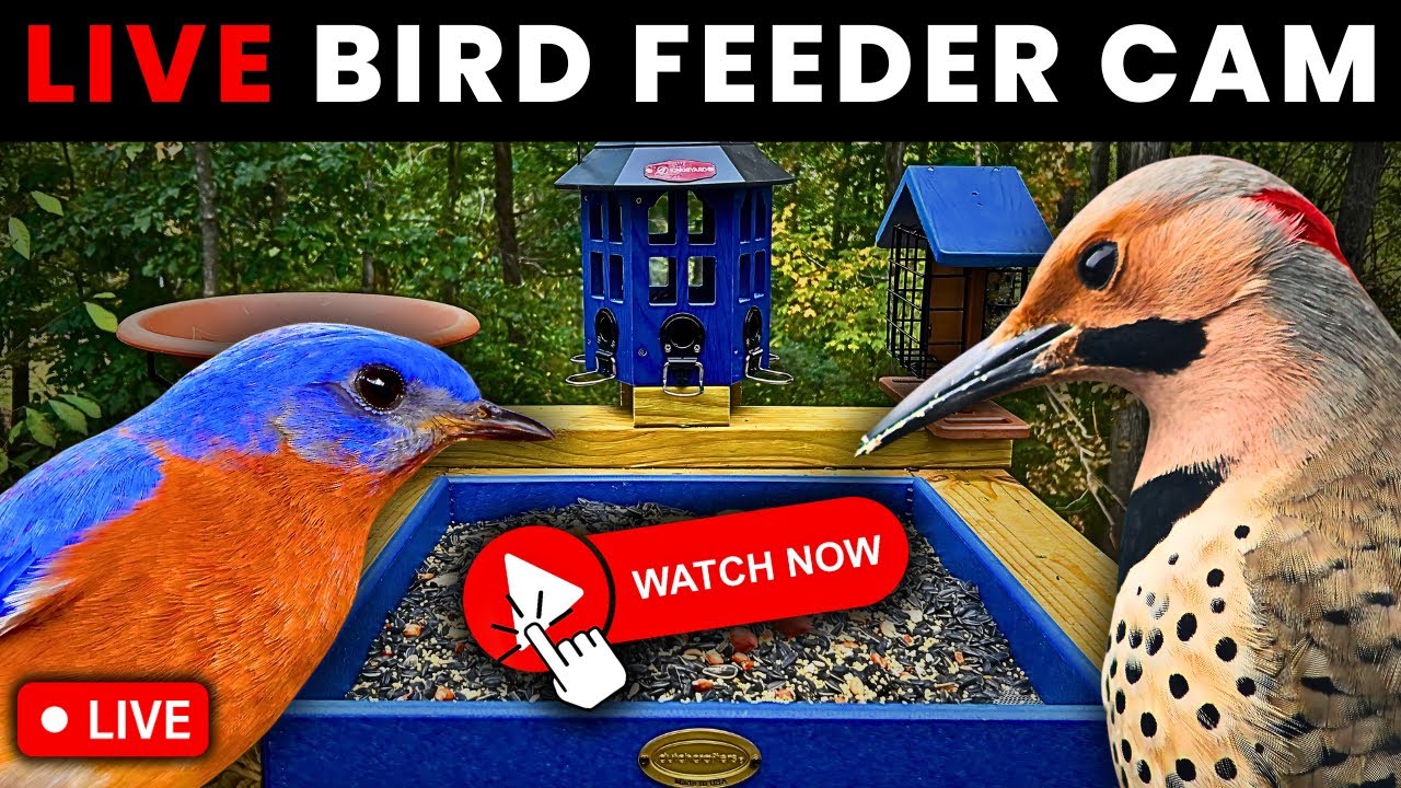 🔴LIVE Bird Feeder Cam | Watch Beautiful Birds at a Busy Feeder ...
