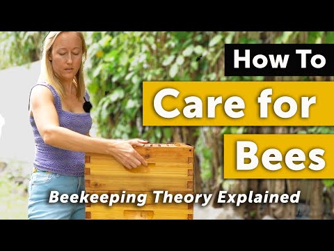 How Do Beekeepers Care For Bees