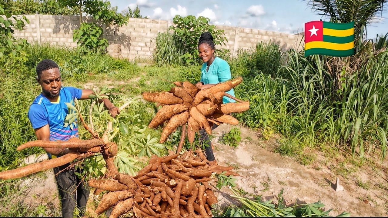 Massive Cassava tubers harvesting and processing into Cassava flour in ...