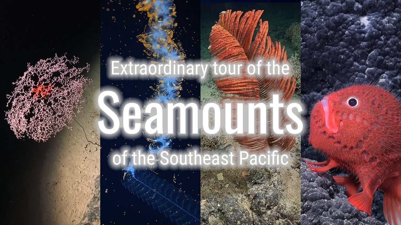 [Simply beautiful] Exploring the Hidden World: Seamounts of the ...