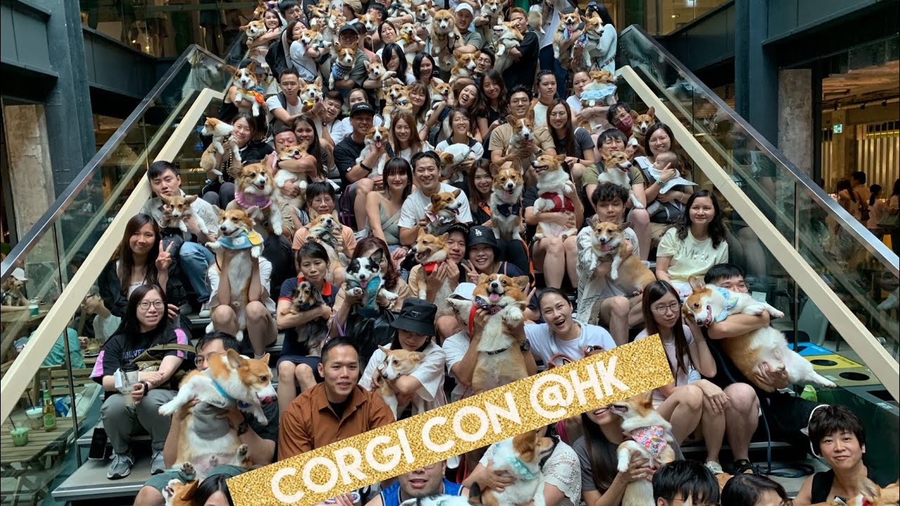 Corgi Meet-up! More than 100 Corgis playing! How many corgis can you ...