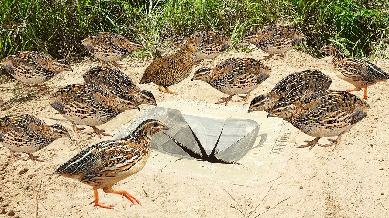 Creative Quail Bird Trap Make From Box Bass & Deep Hole - YouTube
