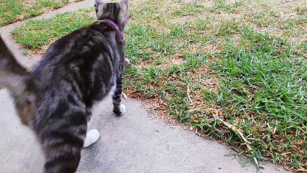 Funny jumping cats 🤩🤩🤩 - YouTube